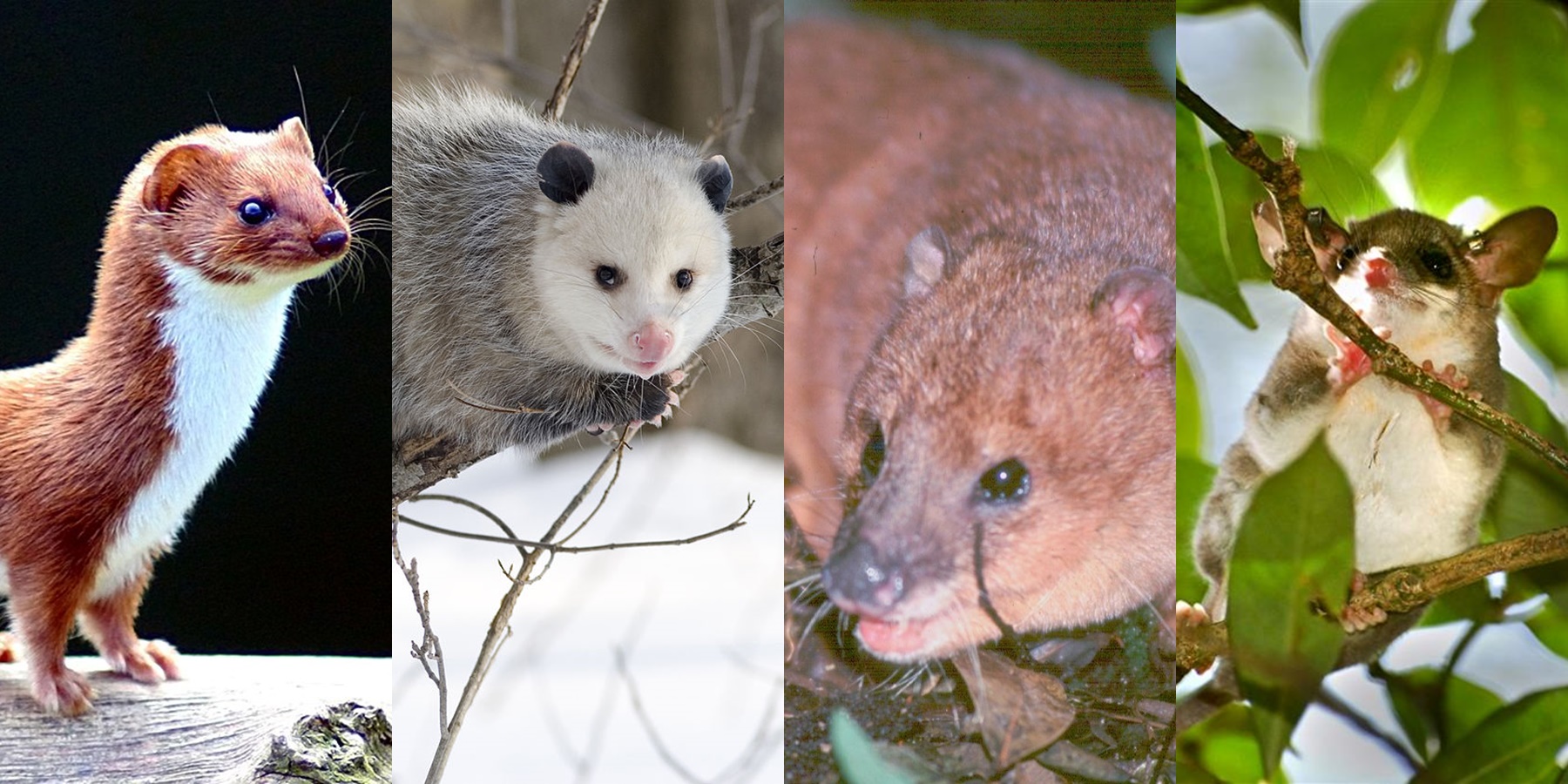 ¿Los diferencias?: Animales parecidos que confundimos siempre