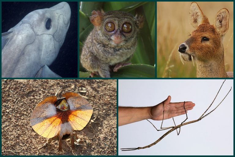 Los animales más raros del mundo【LA LISTA MÁS COMPLETA】con 57 especies